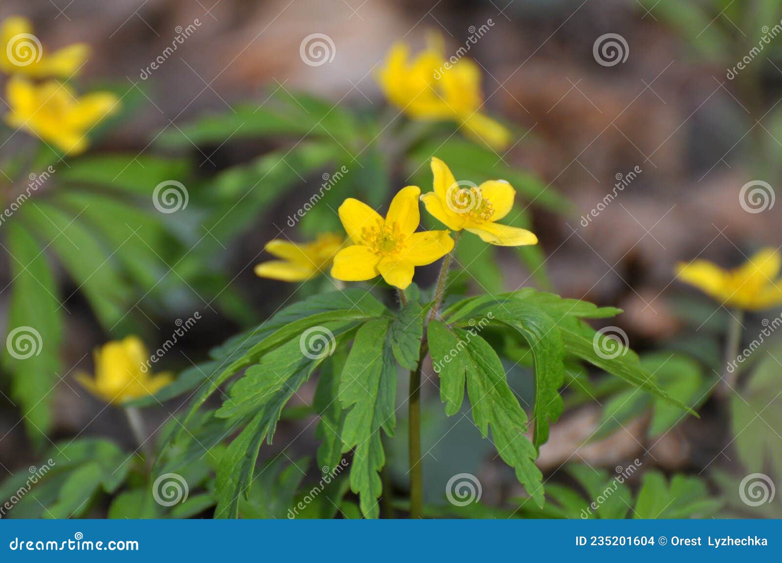 Spring in the Forest Blooms Anemone Yellow Anemone Ranunculoides Stock ...