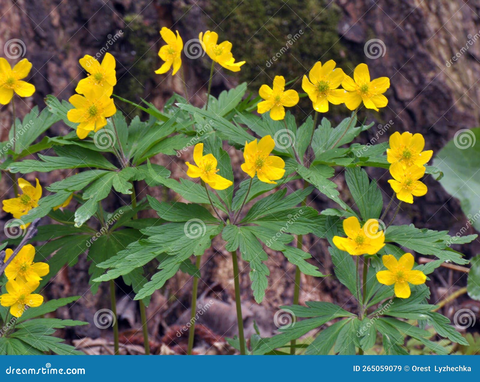 Spring in the Forest Blooms Anemone Yellow Anemone Ranunculoides Stock ...