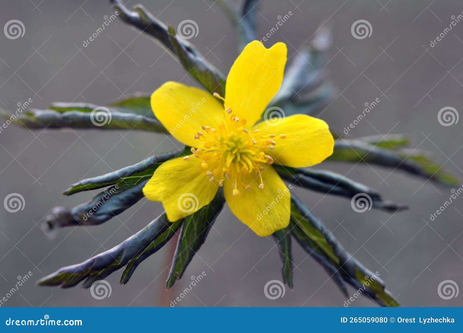 Spring in the Forest Blooms Anemone Yellow Anemone Ranunculoides Stock ...
