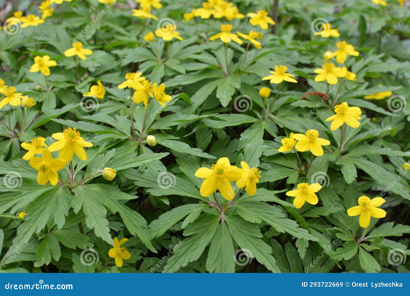 Spring in the Forest Blooms Anemone Yellow (Anemone Ranunculoides Stock ...