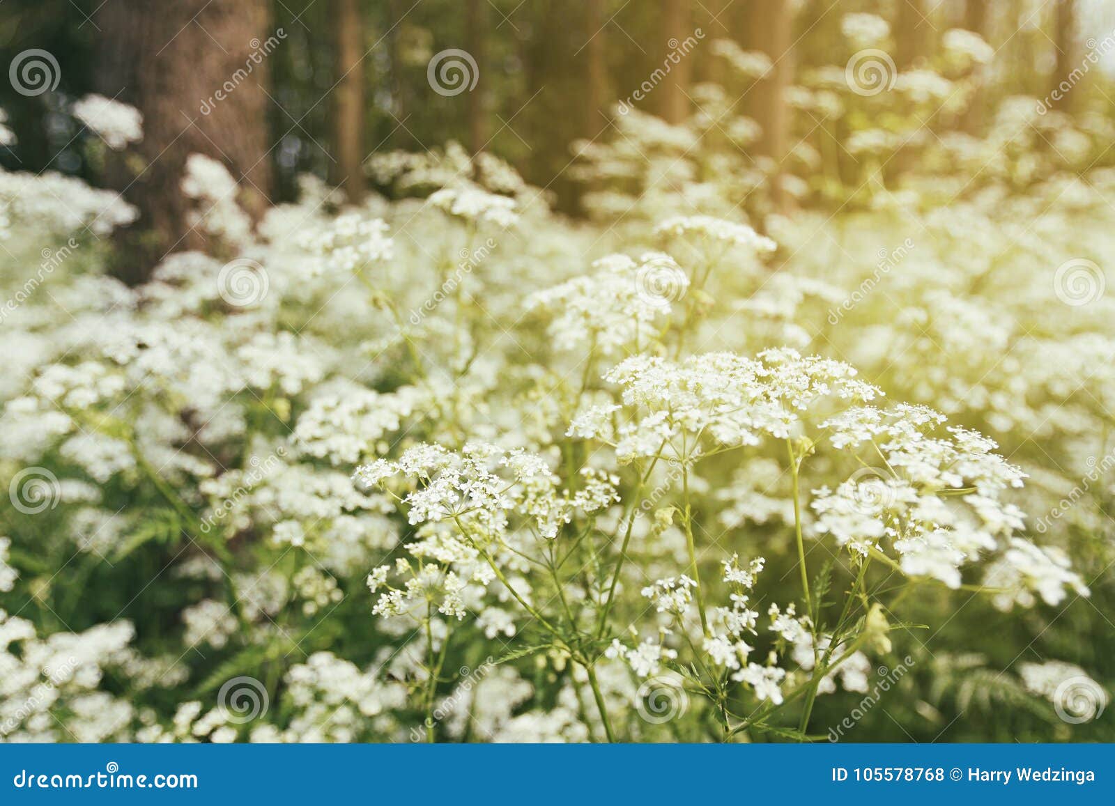 Spring Forest, Blurred Trees and Flute Herb with Orange Light Leak ...