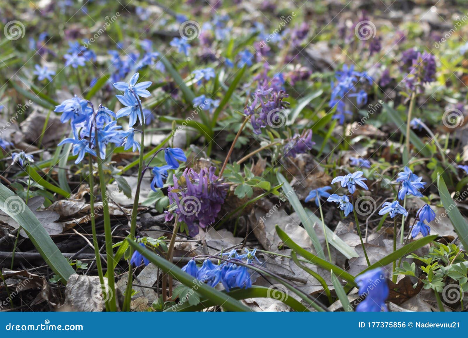 In the spring forest. stock photo. Image of flora, bloom - 177375856