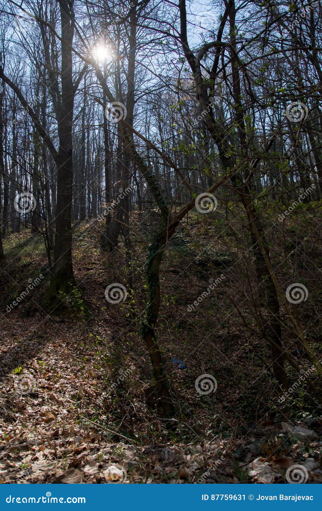Spring in a forest stock image. Image of scenics, outdoors - 87759631