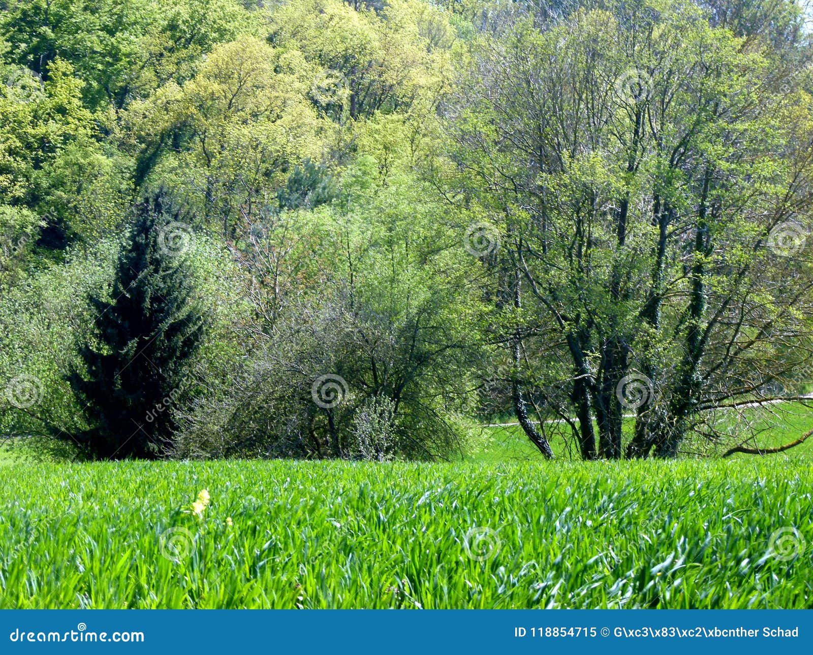 Spring Forest at the Cornfield Stock Image - Image of season, green ...