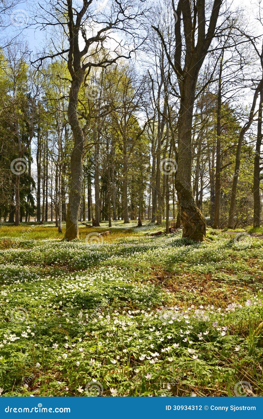 Spring forest stock photo. Image of scandinavia, beauty - 30934312