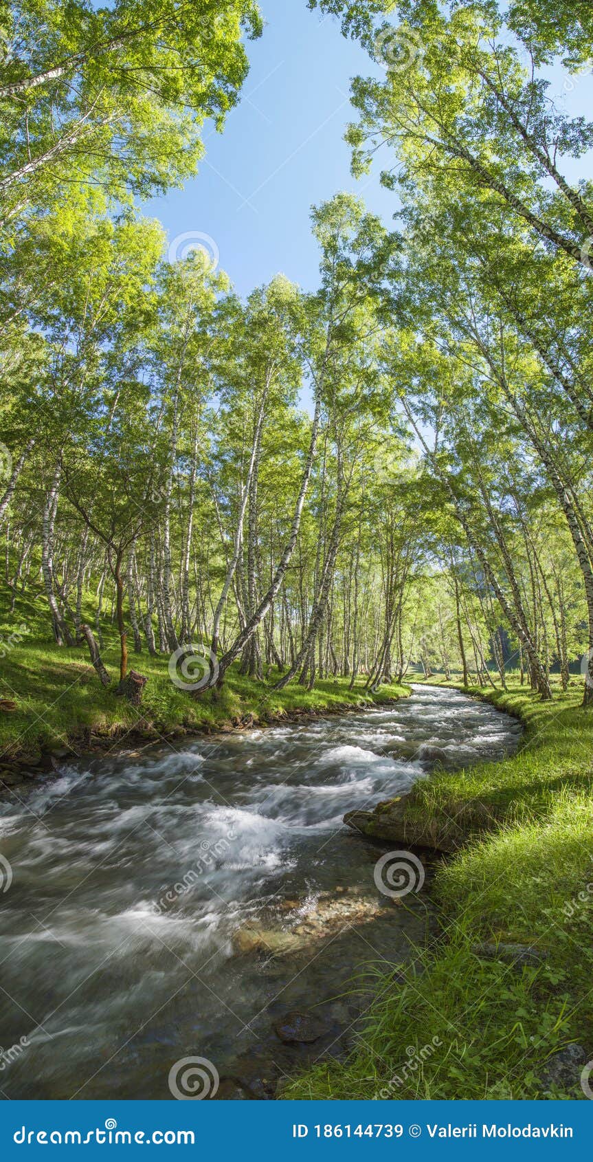 Spring Forest Creek, Stream. Vertical Banner Stock Image - Image of ...