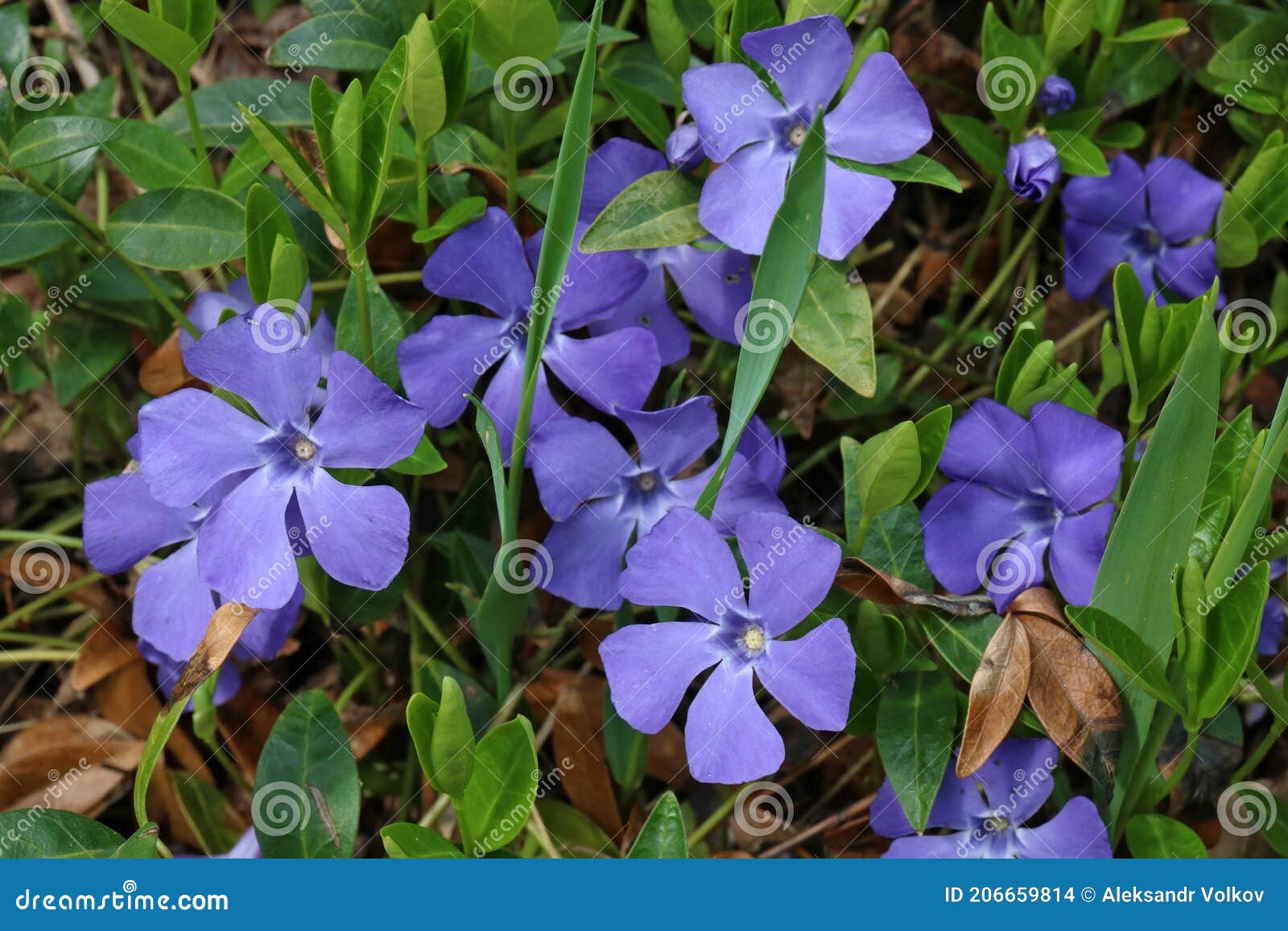The Spring Forest Creeping Flower the Periwinkle Blooms with Blue Bells ...