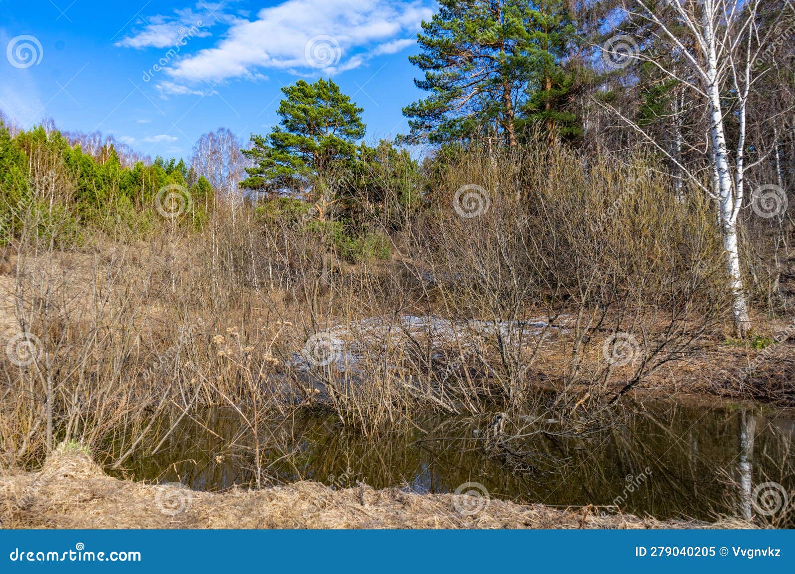 Spring in the Forest. Early Spring in the Forest Stock Image - Image of ...