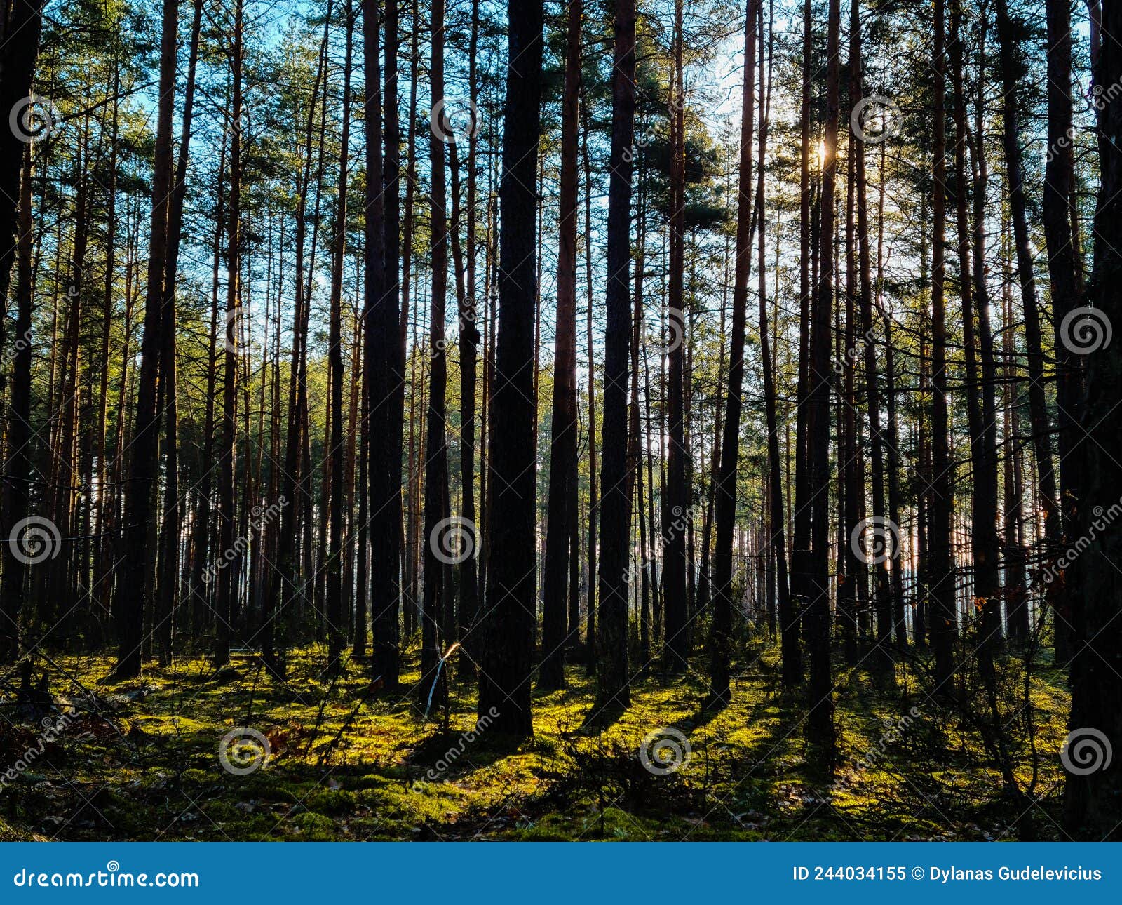 Spring Forest Early Morning with Sun Stock Image - Image of early ...