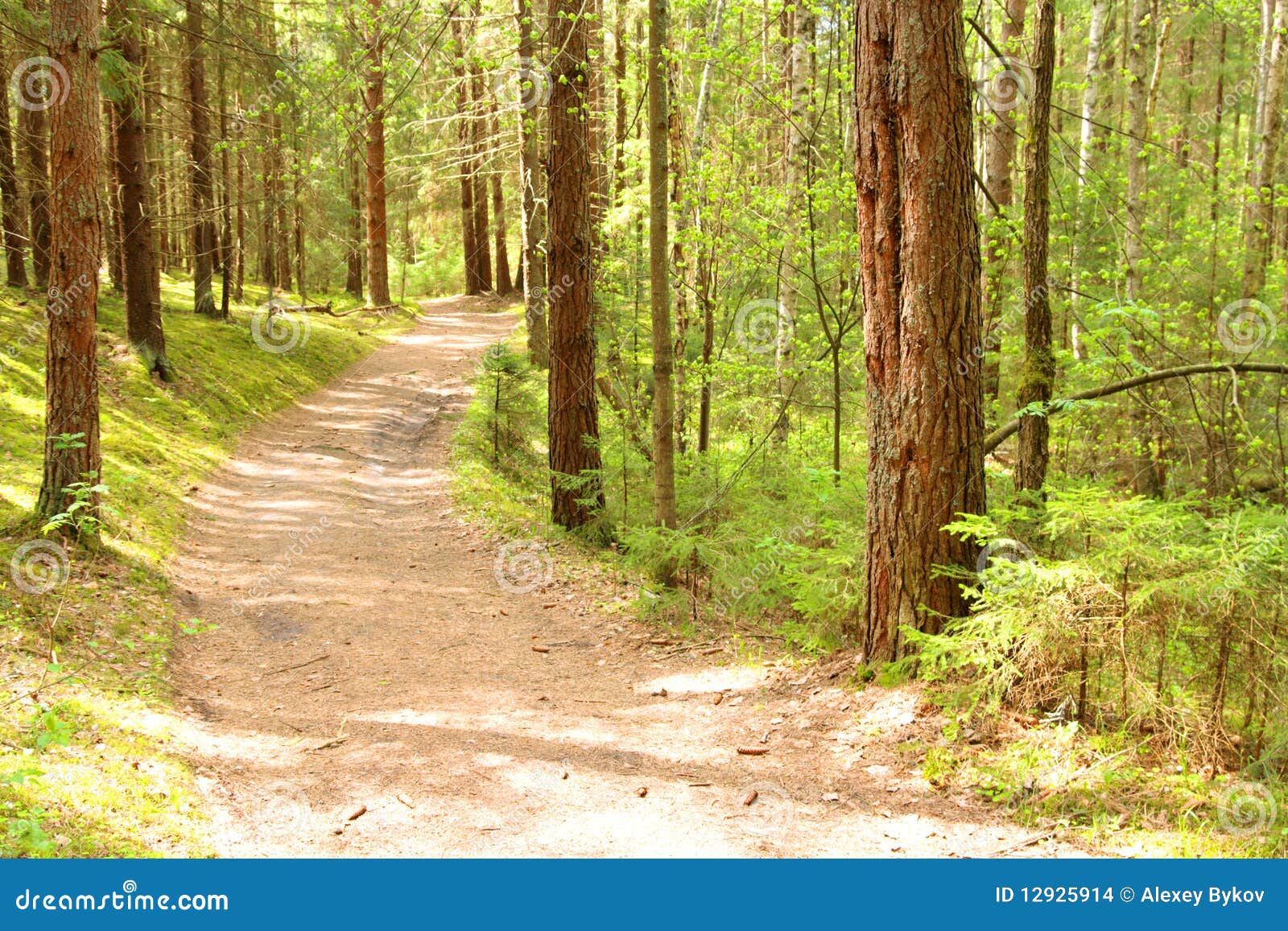 Spring forest. Finland. stock photo. Image of green, boreal - 12925914