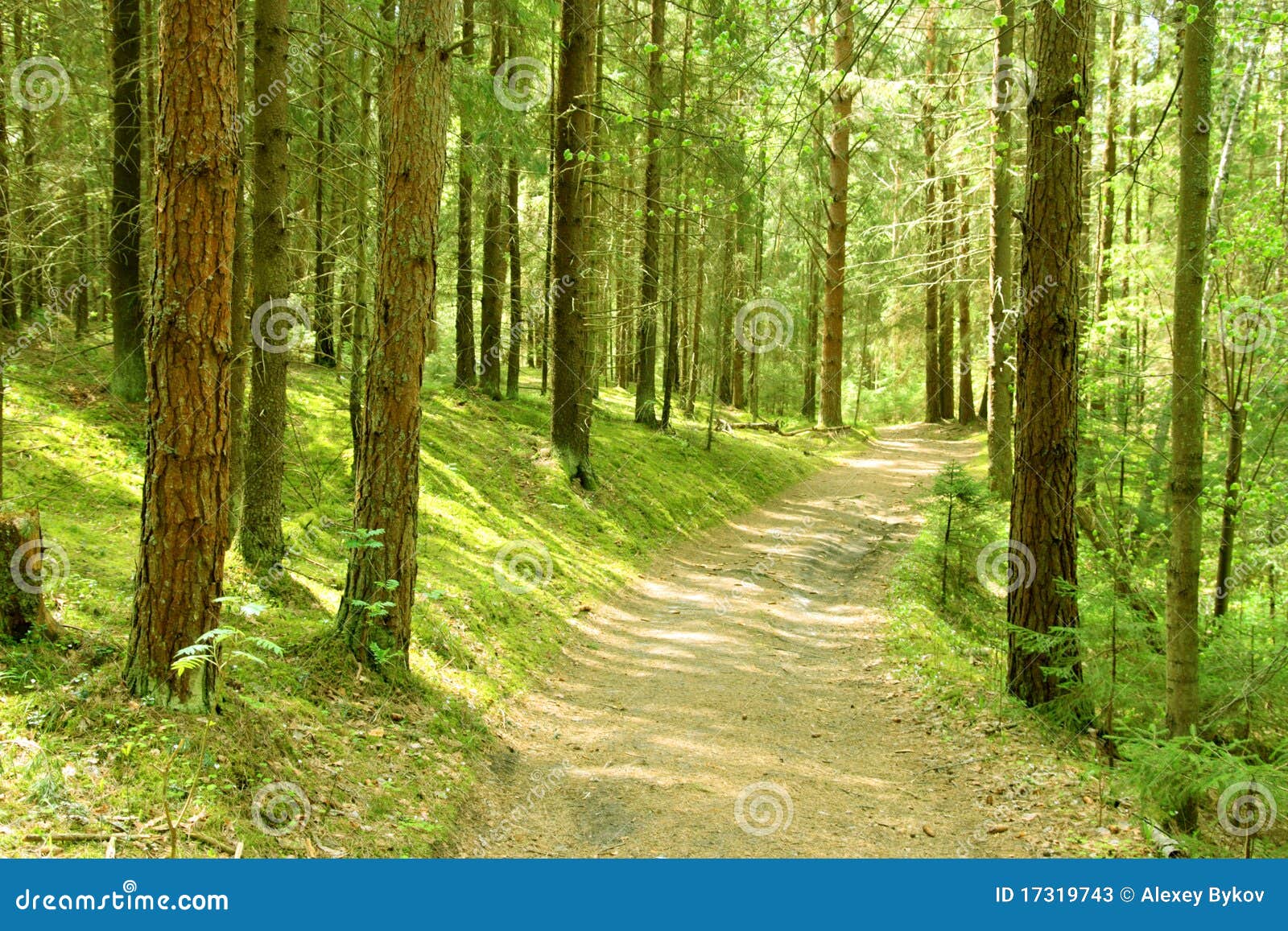 Spring forest. Finland. stock image. Image of finland - 17319743