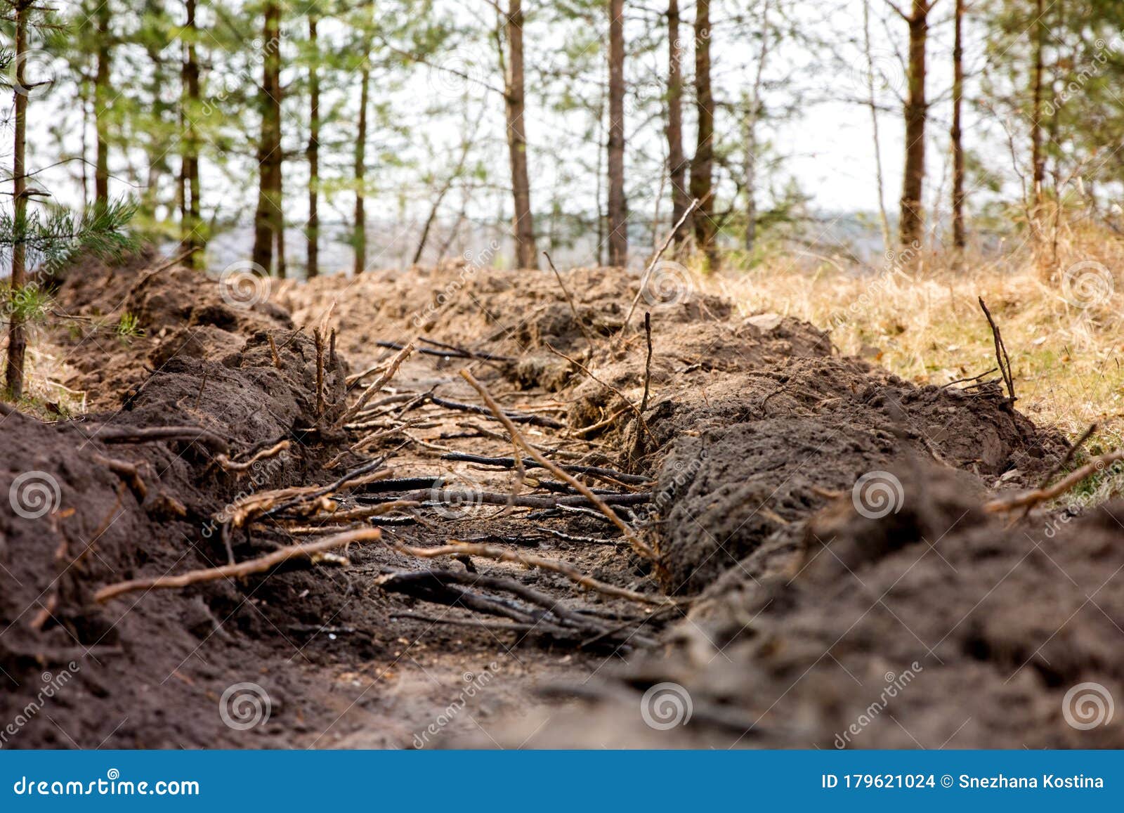 The Roots of the Trees are Bare, Sticking Out of the Ground. Trees ...