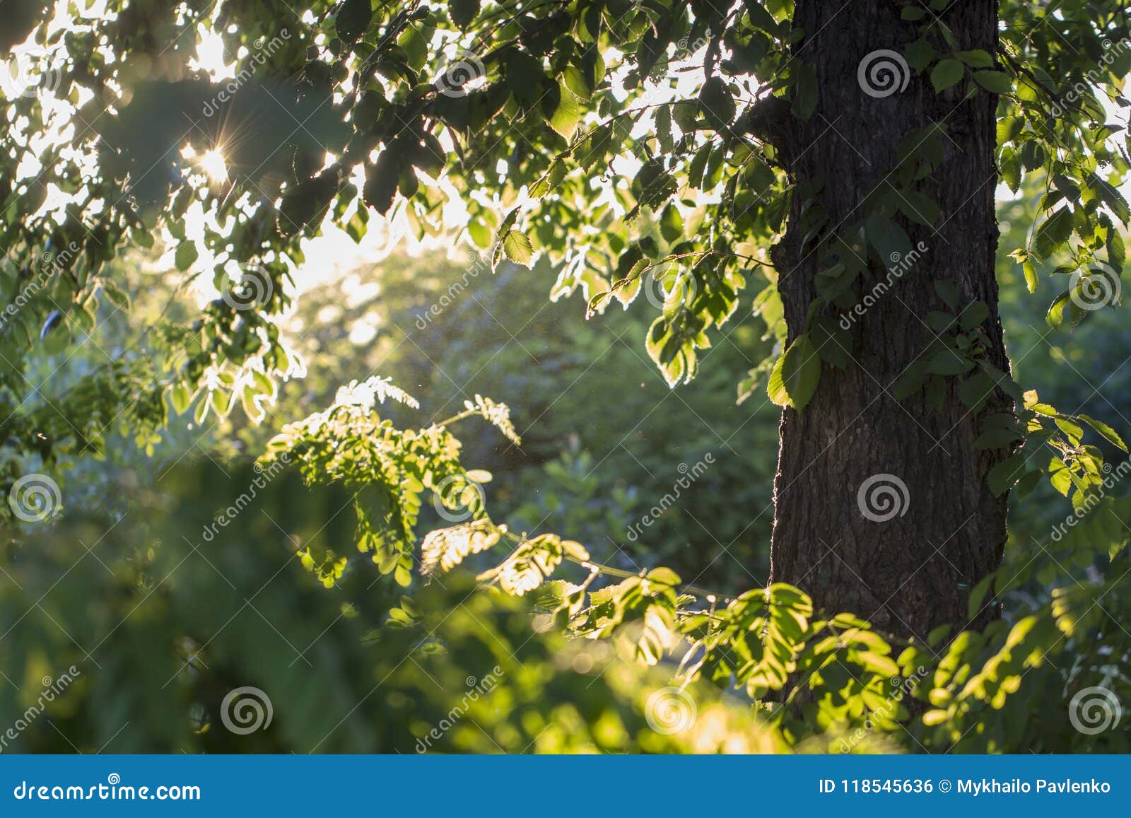 Spring Forest with Flowering Fruit Trees Top View Stock Photo - Image ...