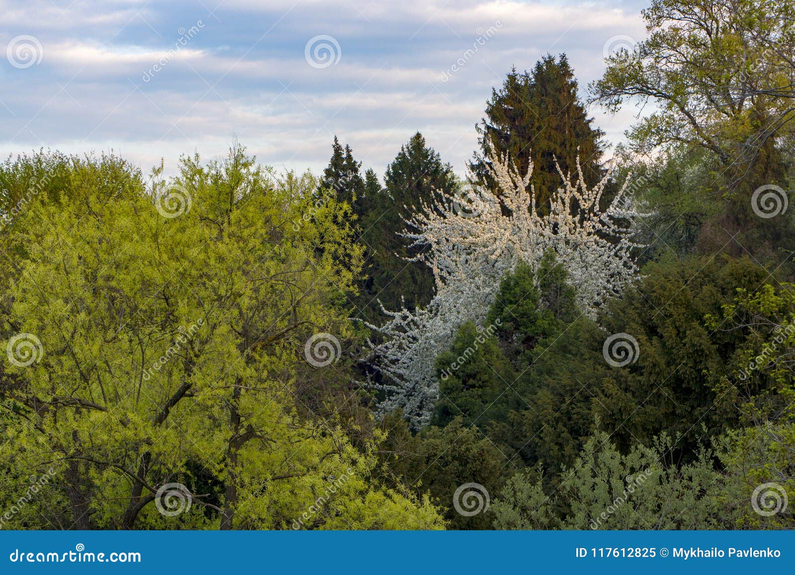 Spring Forest with Flowering Fruit Trees Top View Stock Image - Image ...