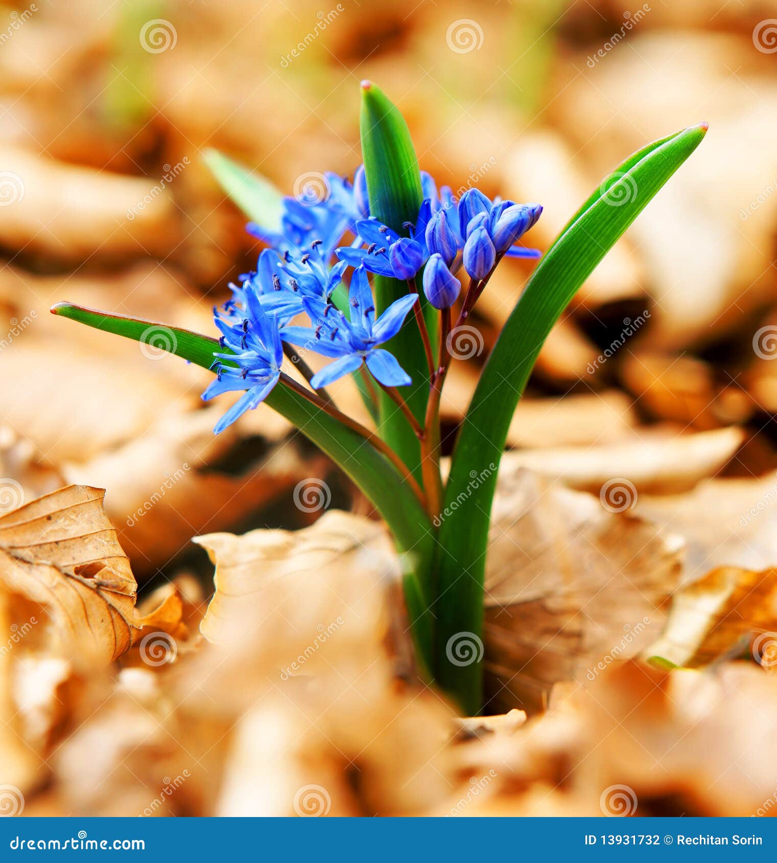 Spring forest flowers stock photo. Image of flower, spring - 13931732