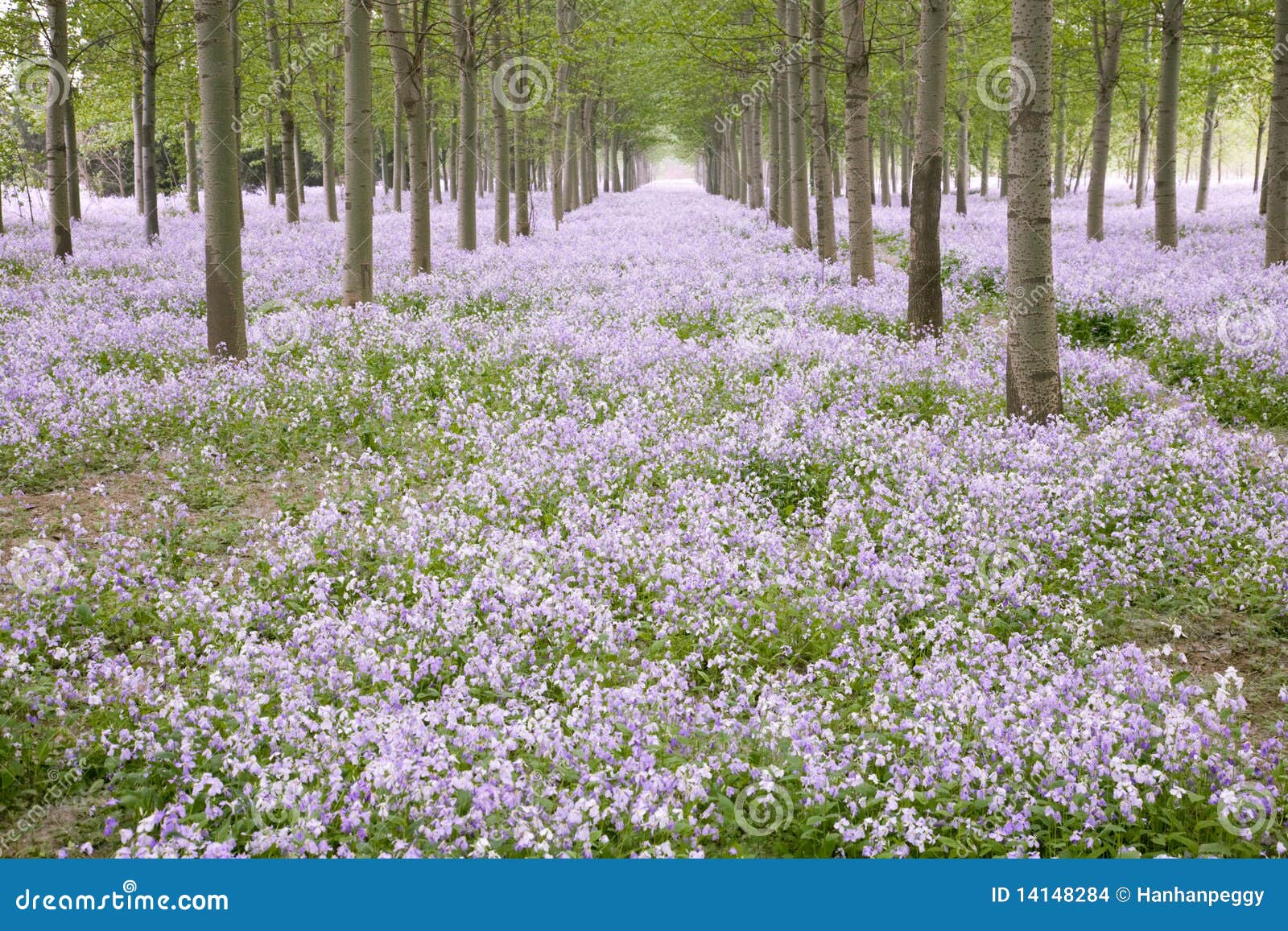Spring forest with flowers stock photo. Image of bush - 14148284