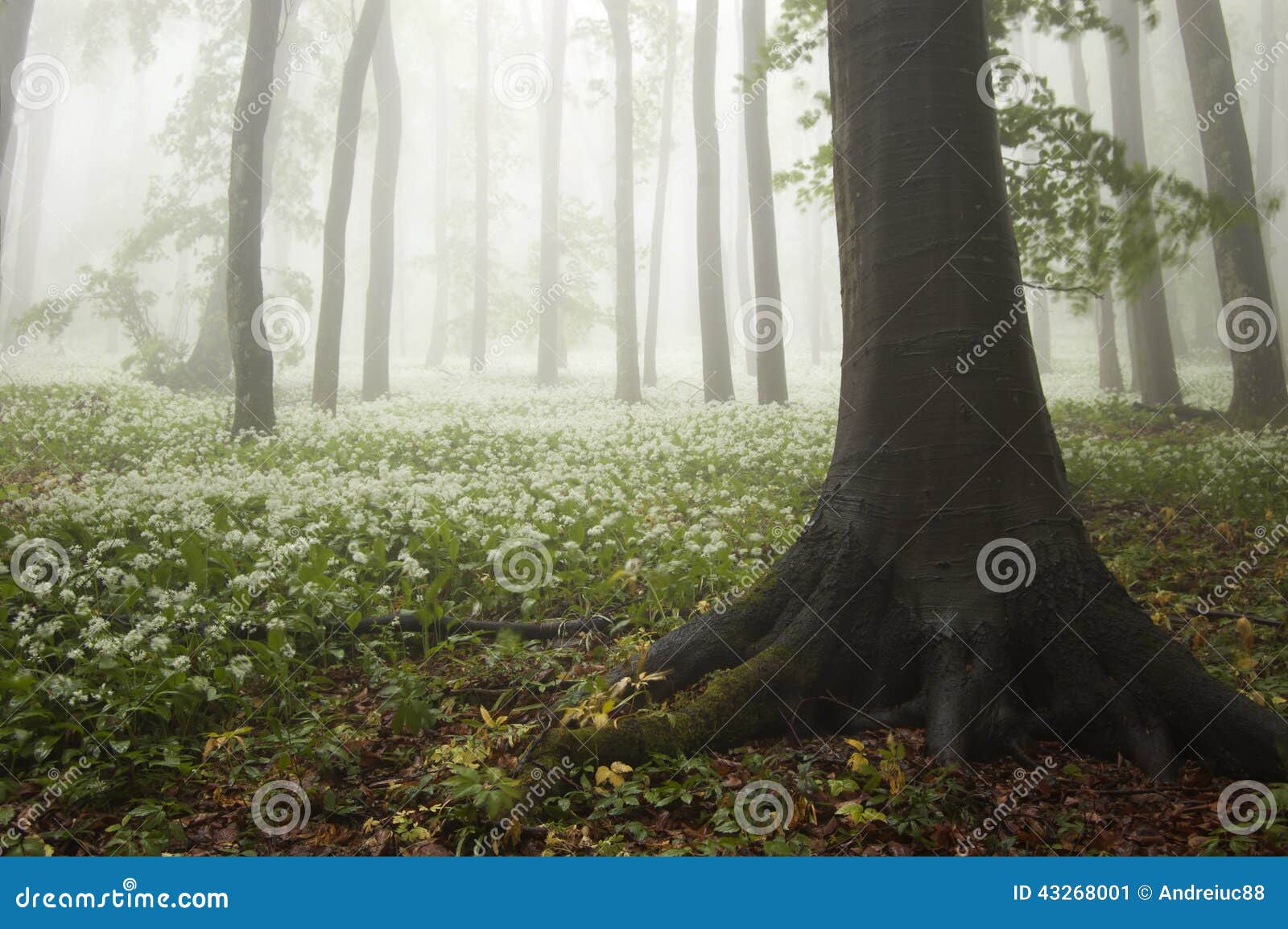 Spring in the Forest with Flowers in Bloom and Fog Stock Image - Image ...