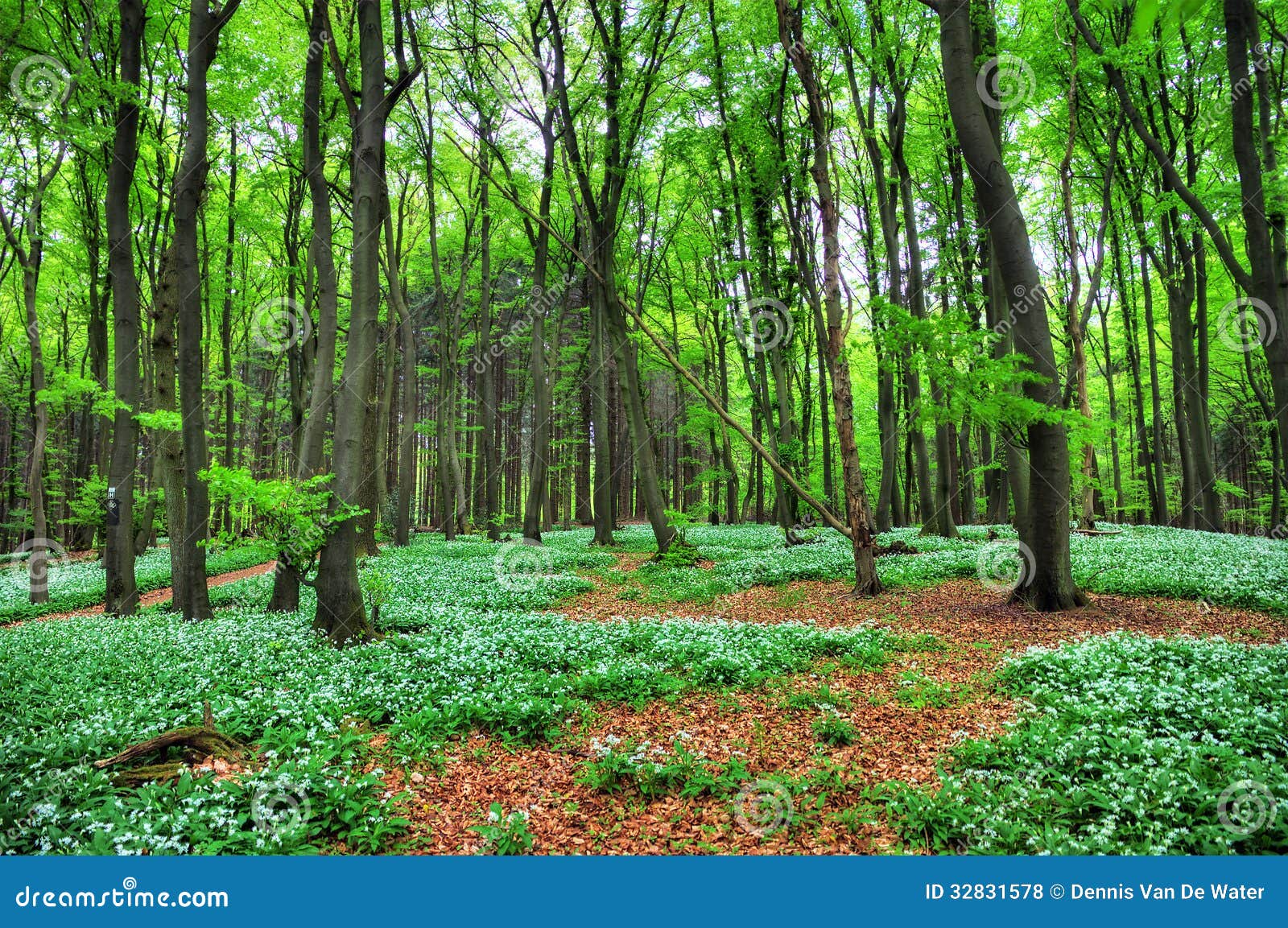 Spring forest flowers stock photo. Image of natural, green - 32831578