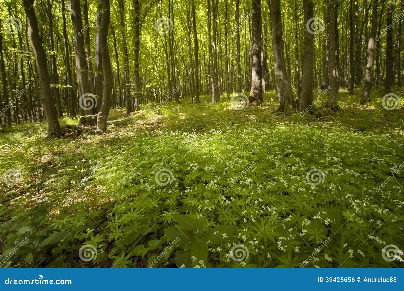 Spring Forest with Flowers and Plants Stock Photo - Image of bright ...