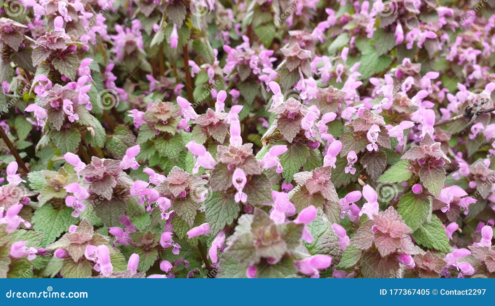 Spring Forest Flowers Romania Ploiesti Stock Image - Image of purity ...