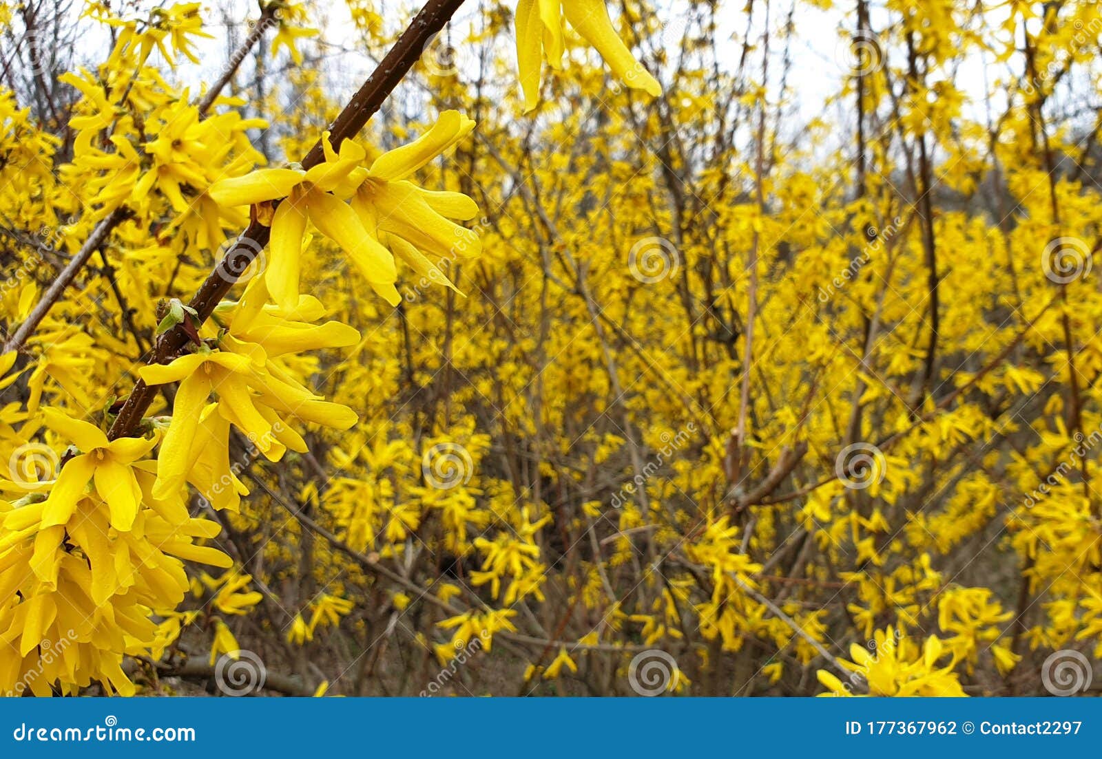 Spring Forest Flowers Romania Ploiesti Stock Photo - Image of purity ...