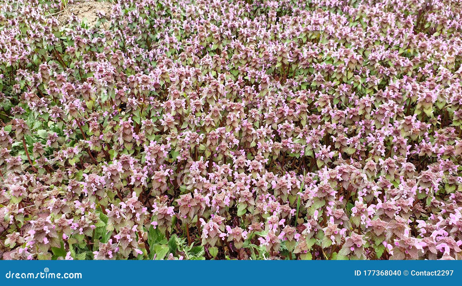 Spring Forest Flowers Romania Ploiesti Stock Photo - Image of wild ...