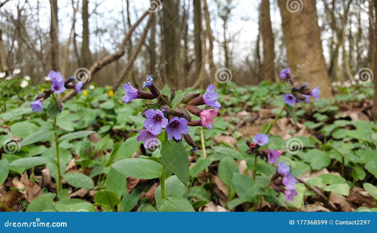Spring Forest Flowers Romania Ploiesti Stock Image - Image of wild ...