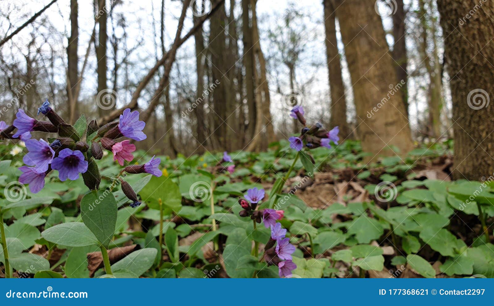 Spring Forest Flowers Romania Ploiesti Stock Image - Image of forest ...