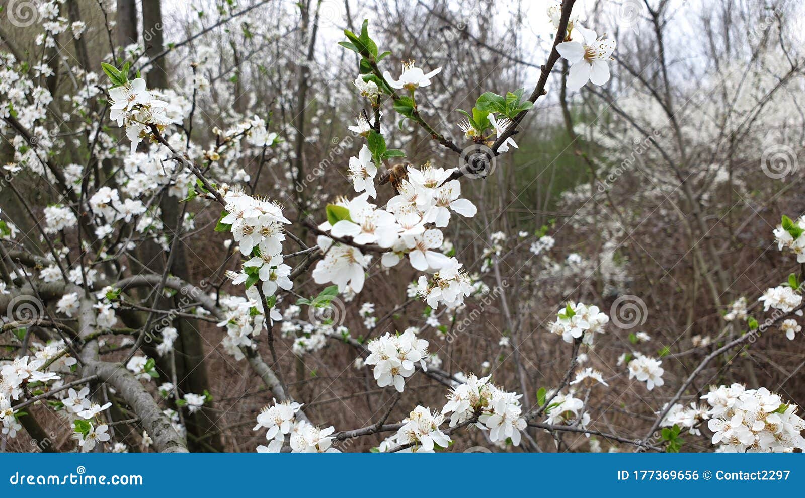 Spring Forest Flowers Romania Ploiesti Stock Photo - Image of flowers ...