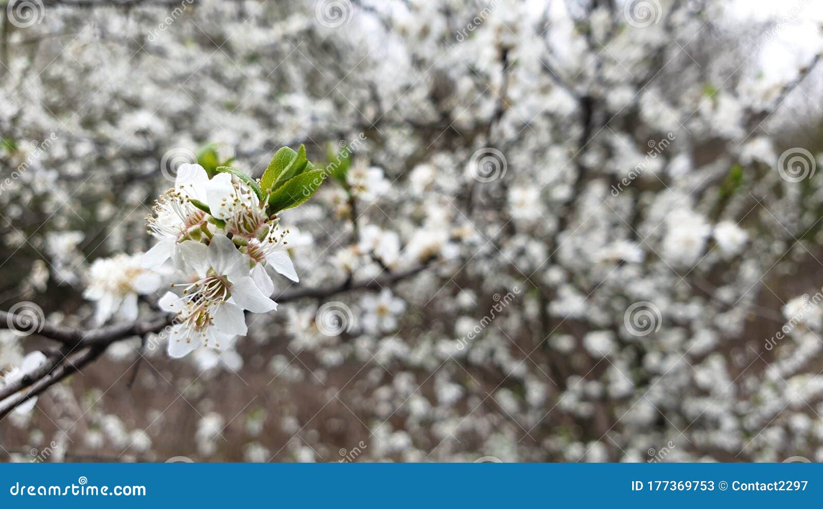 Spring Forest Flowers Romania Ploiesti Stock Image - Image of honey ...