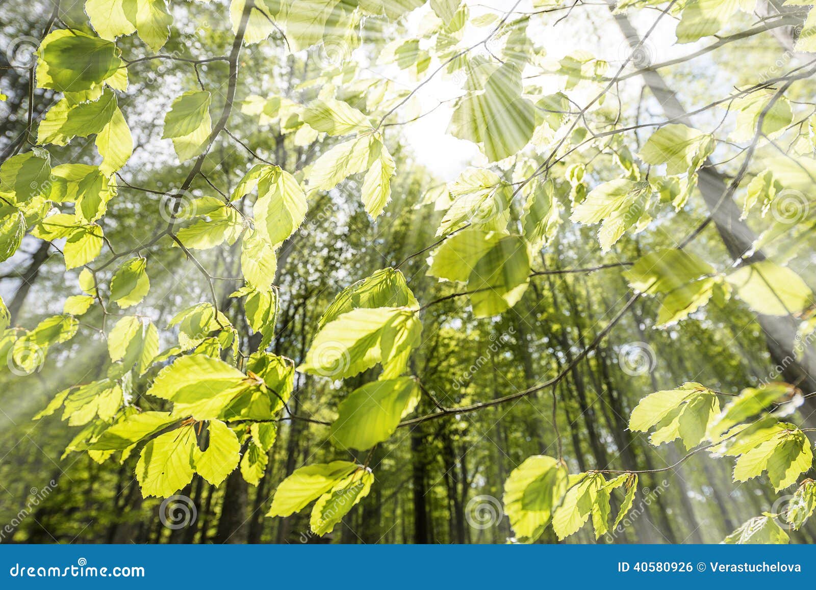Spring forest stock photo. Image of foliage, growth, outside - 40580926