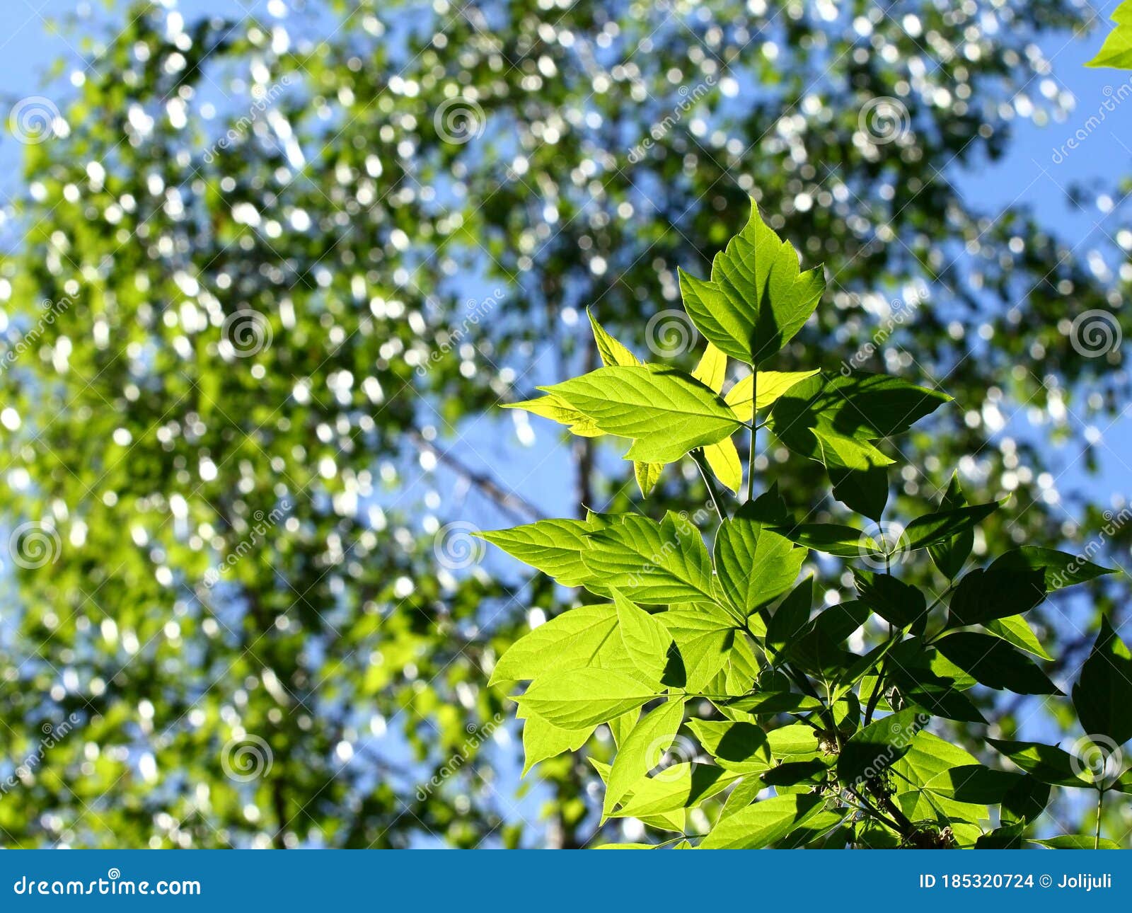 Spring forest stock photo. Image of tree, grow, forest - 185320724