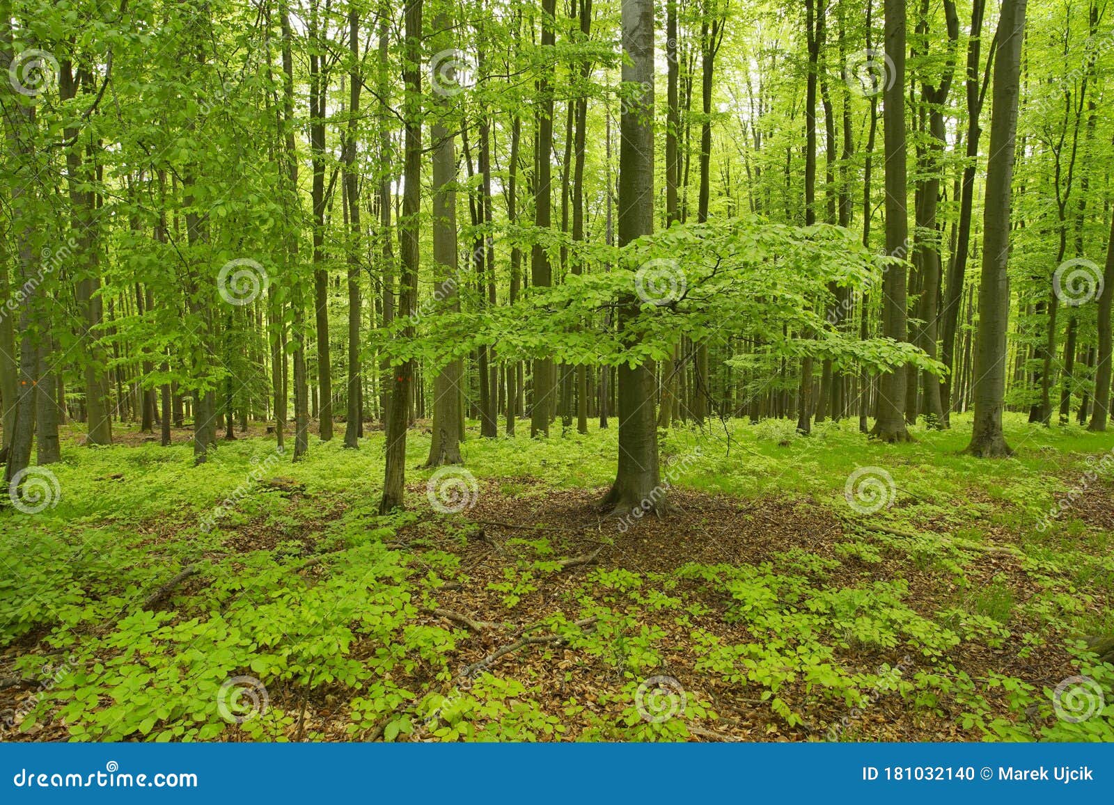 Spring Forest Full of Trees with New Green Leaves Stock Photo - Image ...