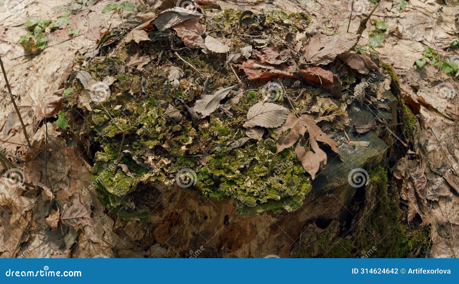 Spring Forest Glade. Mystical Forest. Green Moss Plastering Tree ...
