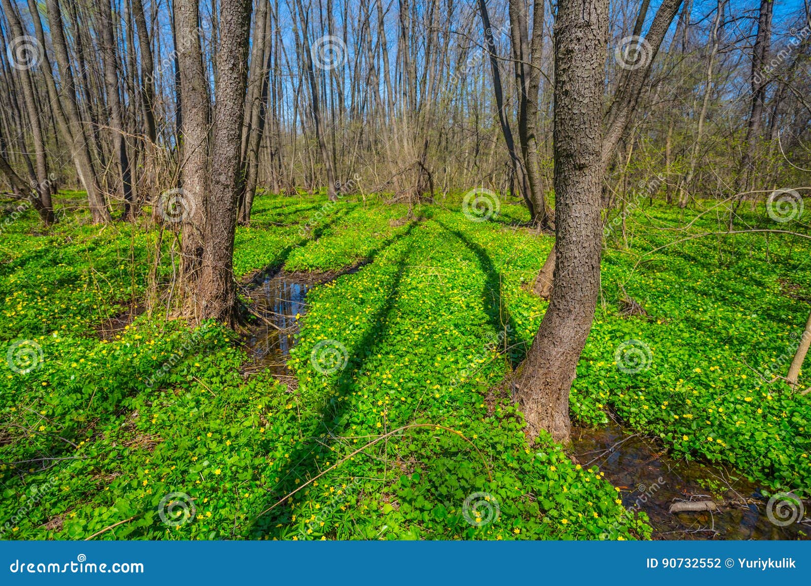 Spring forest glade scene stock photo. Image of park - 90732552
