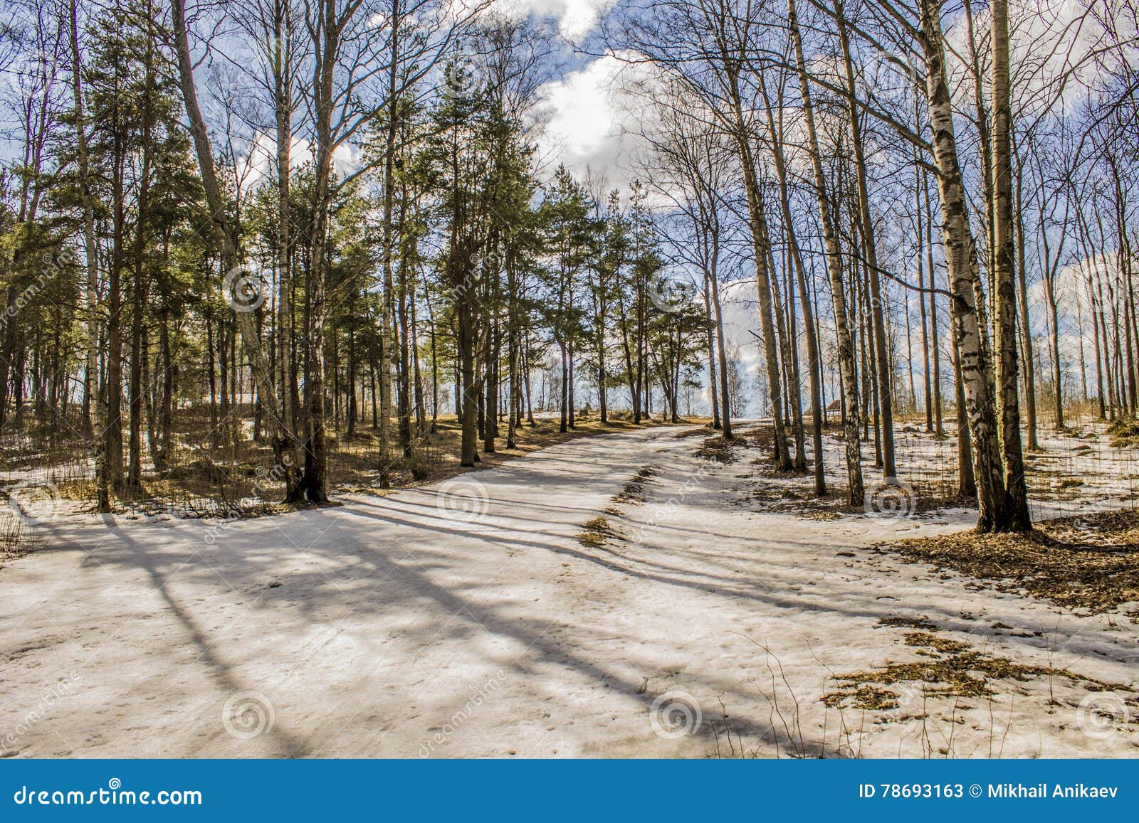 Spring in the Forest, the Grass Withered, the Last Snow, Warm Day ...