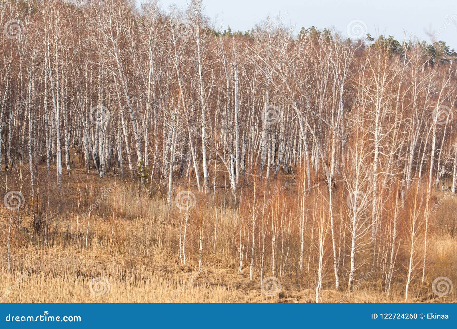Spring in the Forest, the Grass Withered, the Last Snow, Warm Sp Stock ...