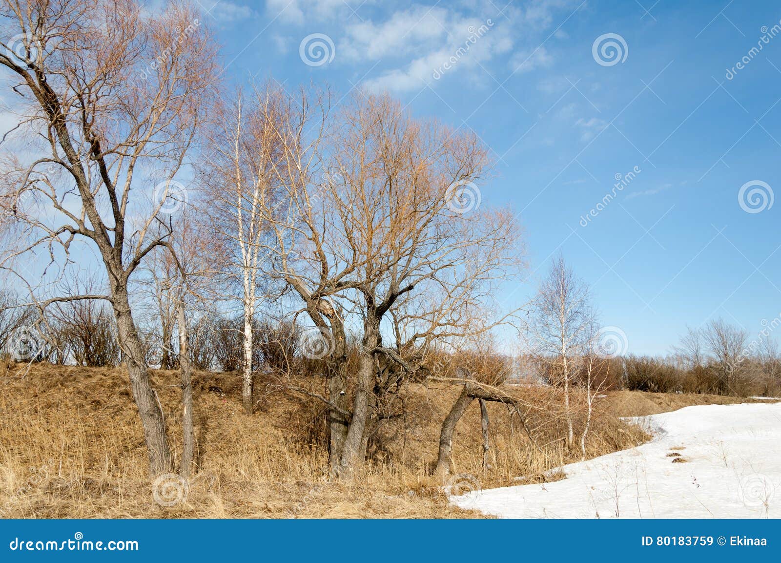 Spring in the Forest, the Grass Withered, the Last Snow, Warm Sp Stock ...