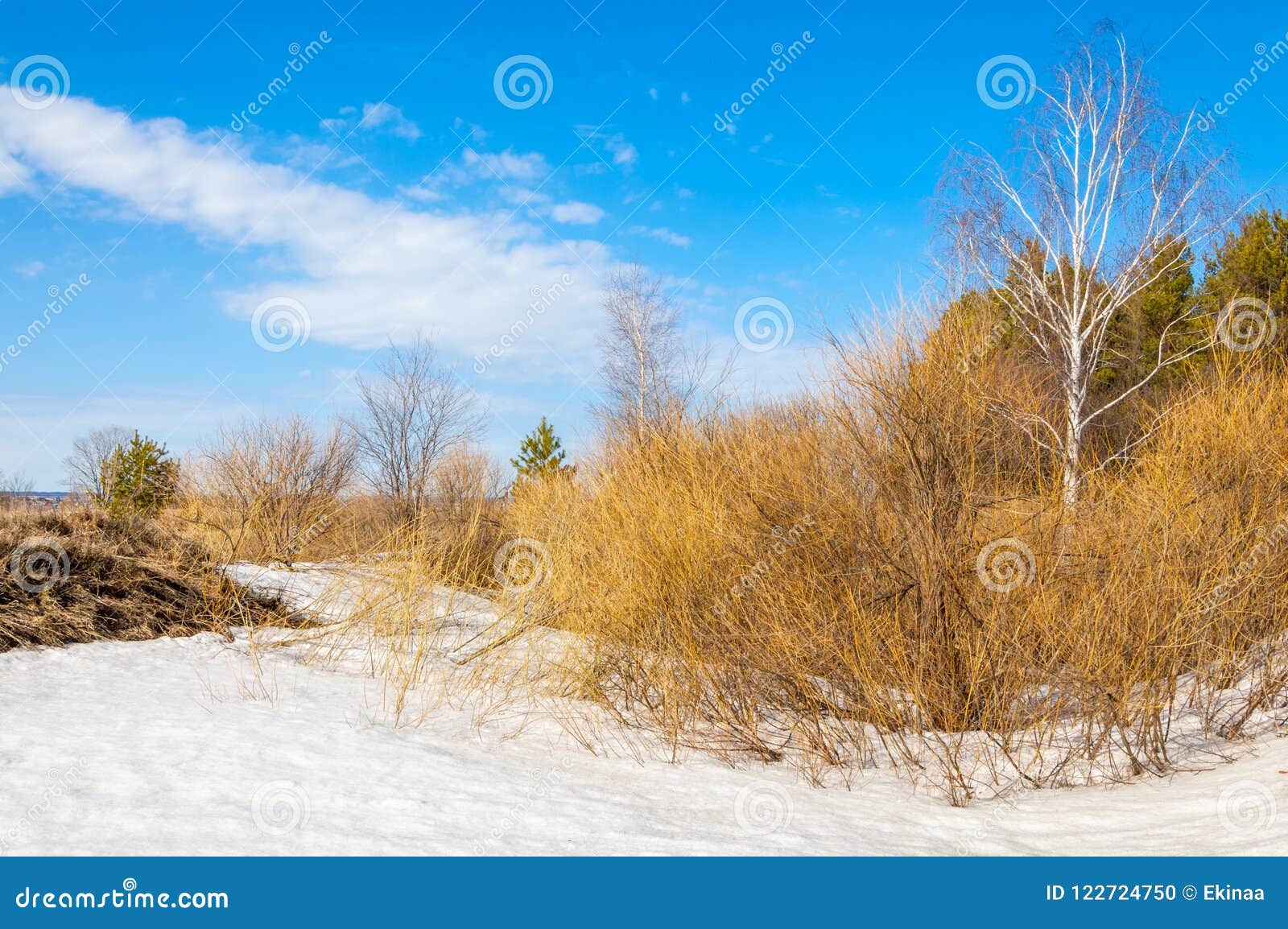 Spring in the Forest, the Grass Withered, the Last Snow, Warm Sp Stock ...