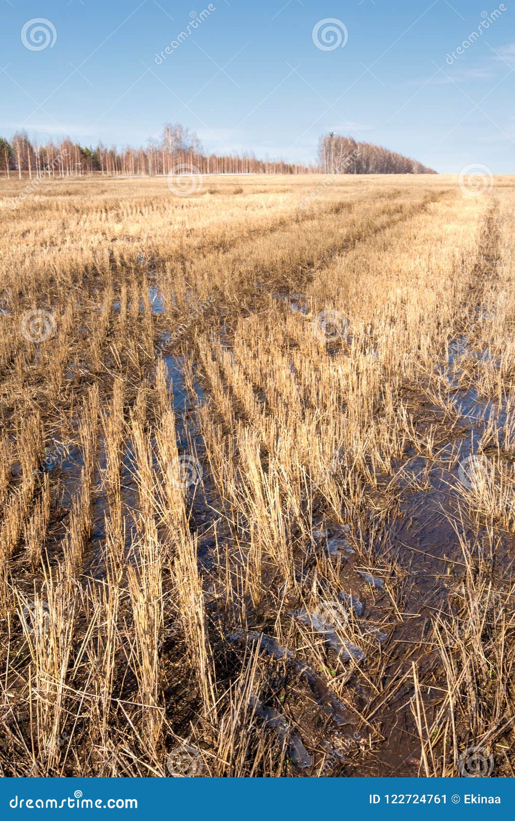 Spring in the Forest, the Grass Withered, the Last Snow, Warm Sp Stock ...