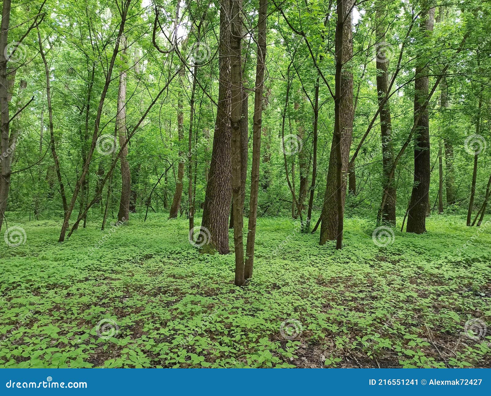 Spring Forest with Green Grass and Trees. Forest Landscape Stock Image ...