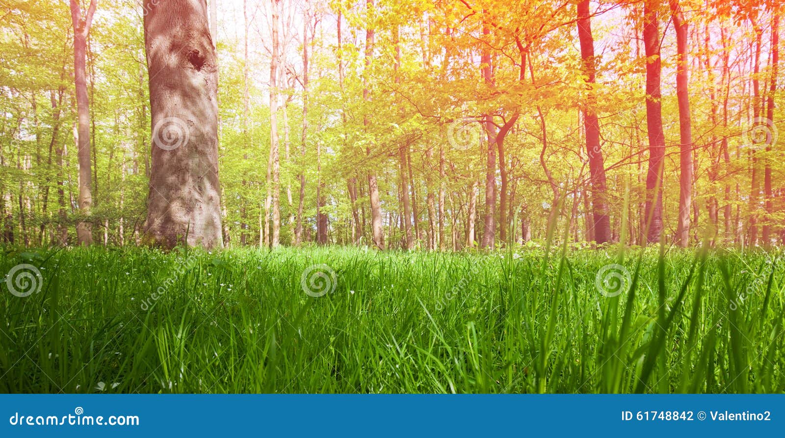Spring forest stock photo. Image of environment, spring - 61748842