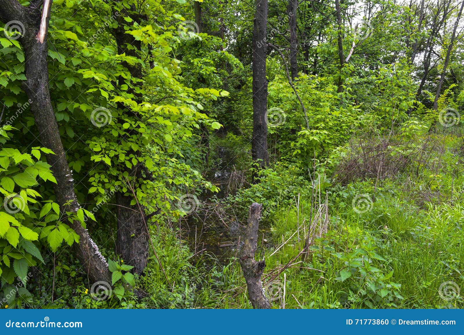 Spring forest stock photo. Image of deciduous, ecosystem - 71773860