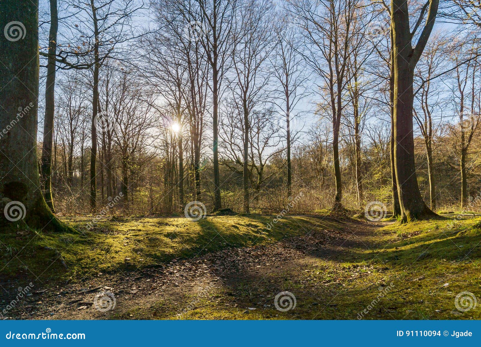 Spring forest in HDR stock photo. Image of leaf, beautiful - 91110094