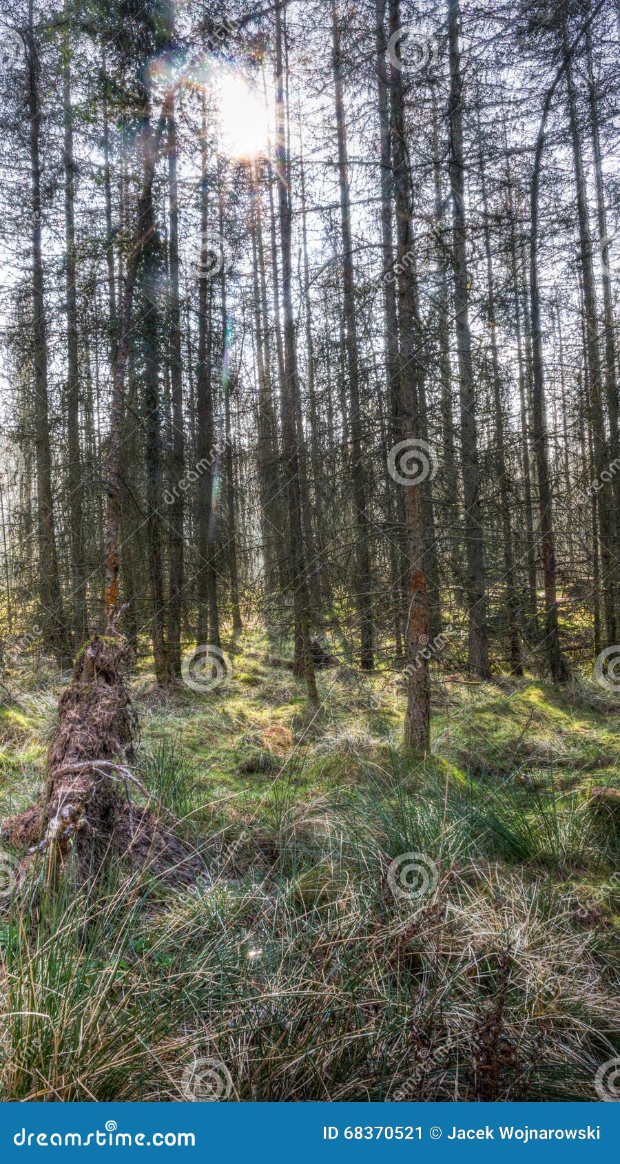 Spring forest HDR stock image. Image of gloucestershire - 68370521