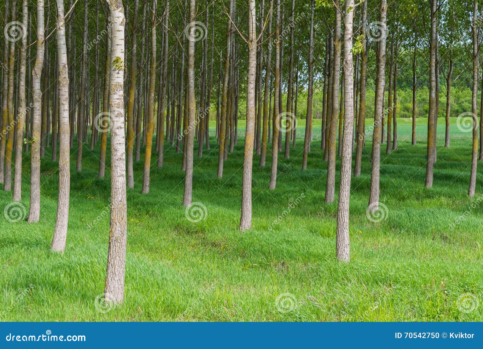 Spring Forest with High Trees Stock Photo - Image of large, bark: 70542750