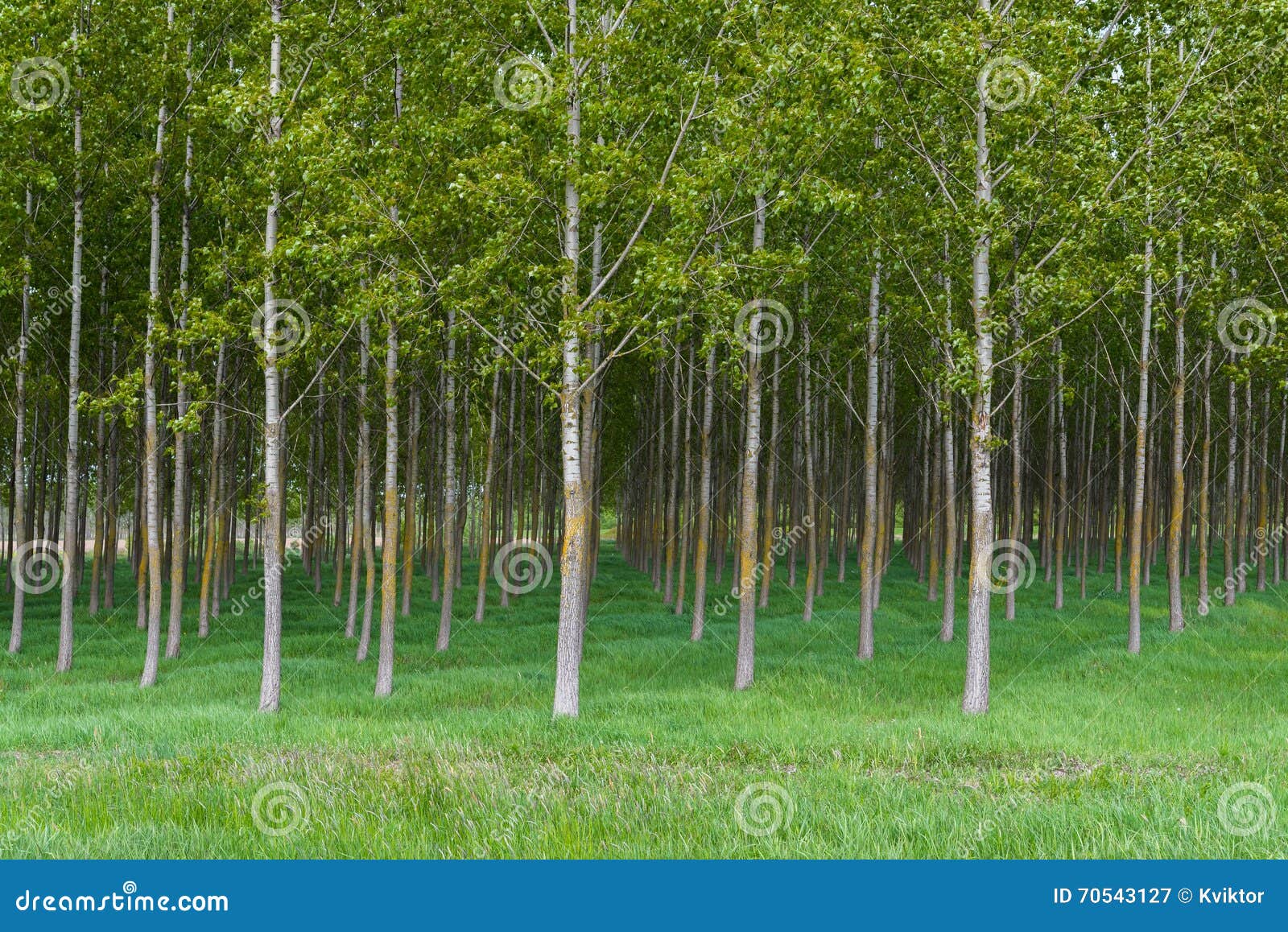 Spring Forest with High Trees Stock Image - Image of jungle, light ...