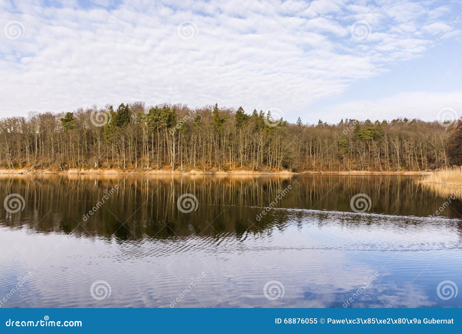 Spring forest on the lake. stock image. Image of water - 68876055