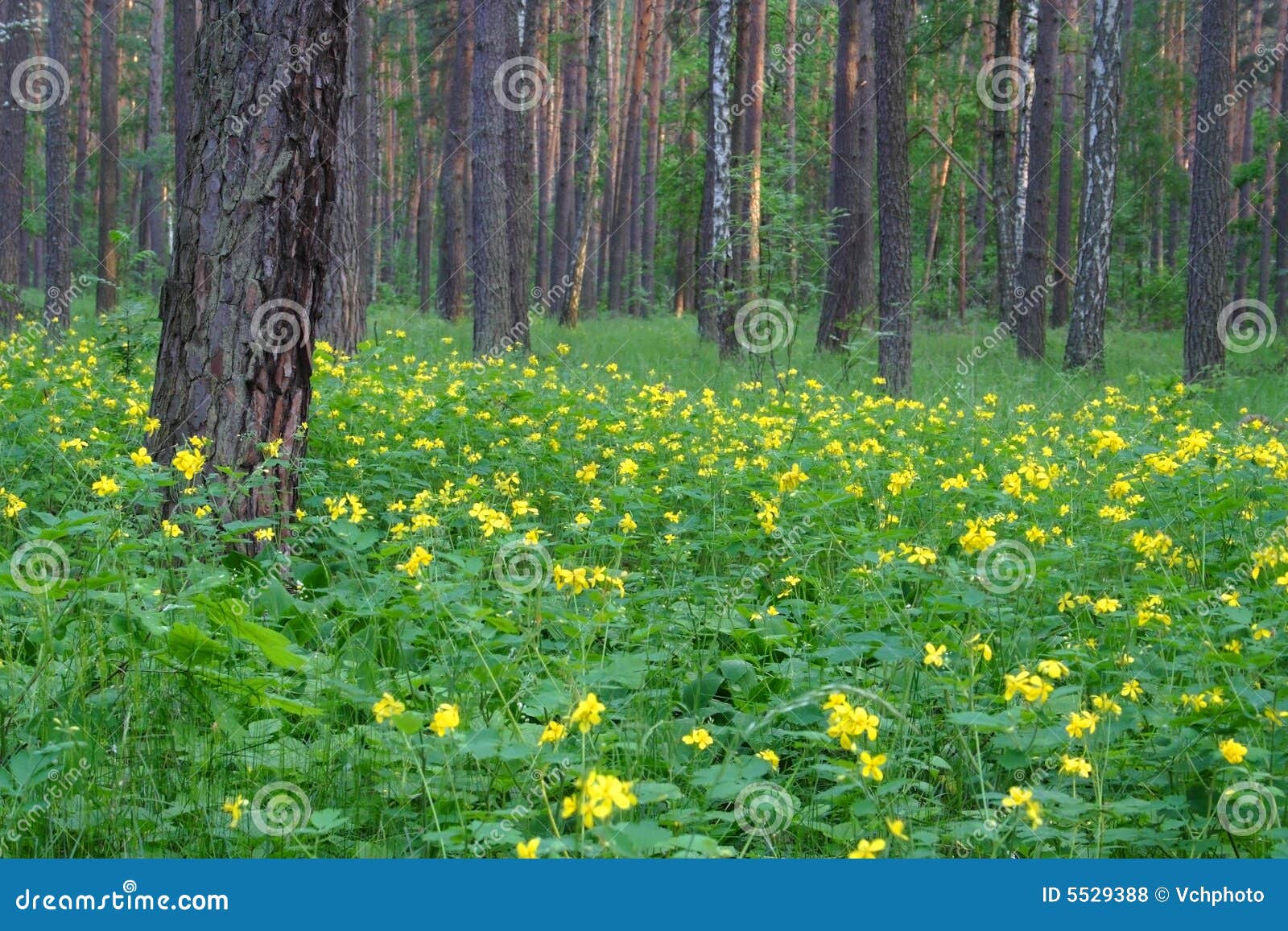 The Spring Forest Landscape Stock Photo - Image of nature, leaf: 5529388