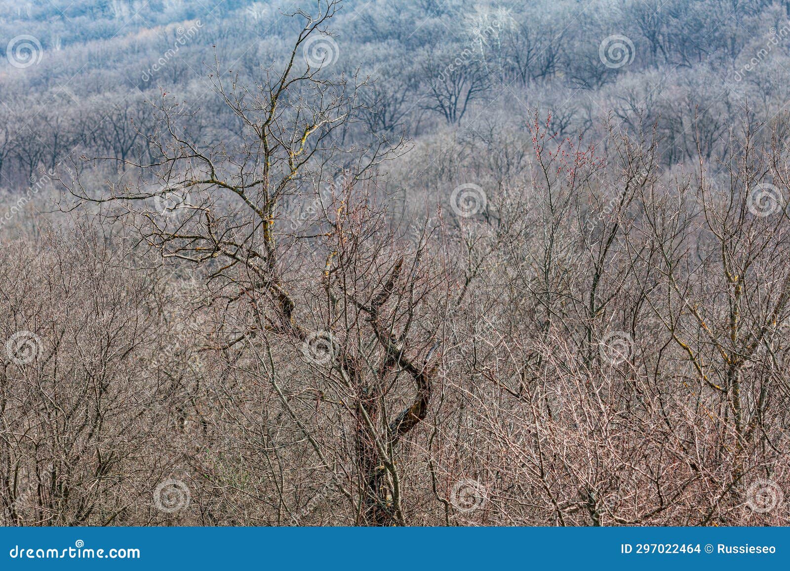 Spring Forest Landscape Background Stock Photo - Image of grassland ...